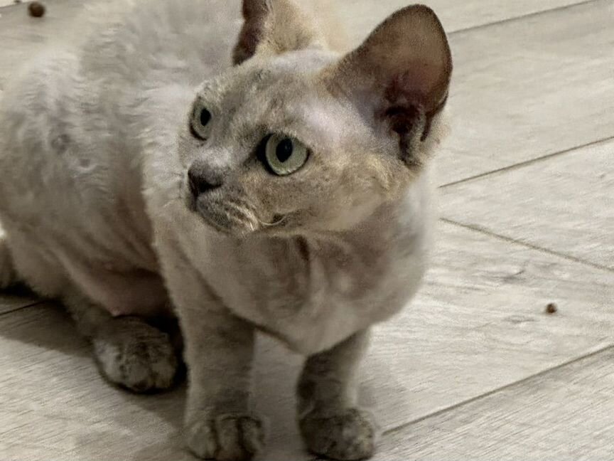 Шикарная голубокремовая девочка Девон-рекс