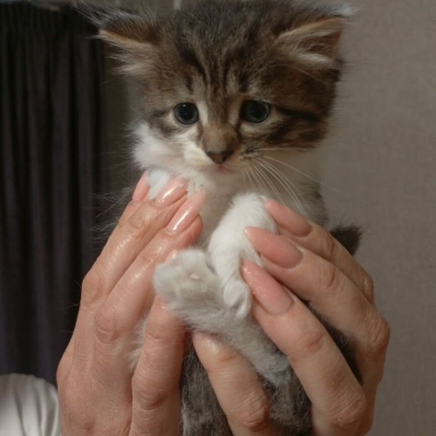 Котёнок в добрые руки