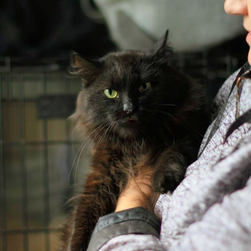 Кузя, который сам себя спас