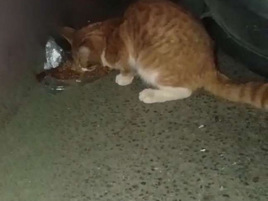Котик плачет, хочет домой