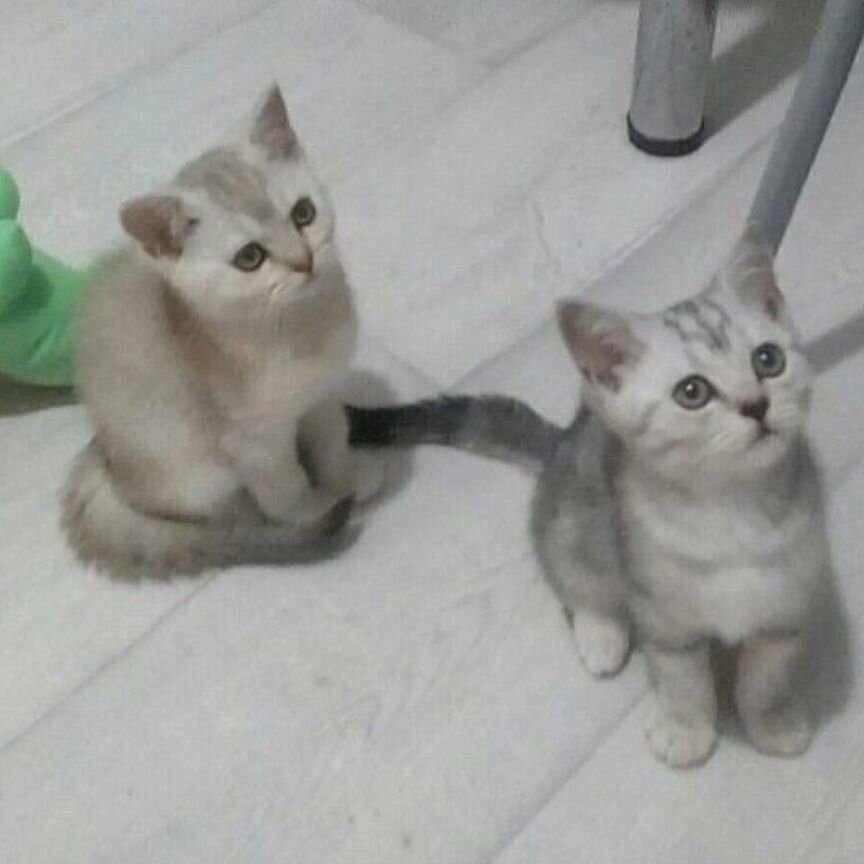 Шотландский прямоухий короткошёрстный котёнок