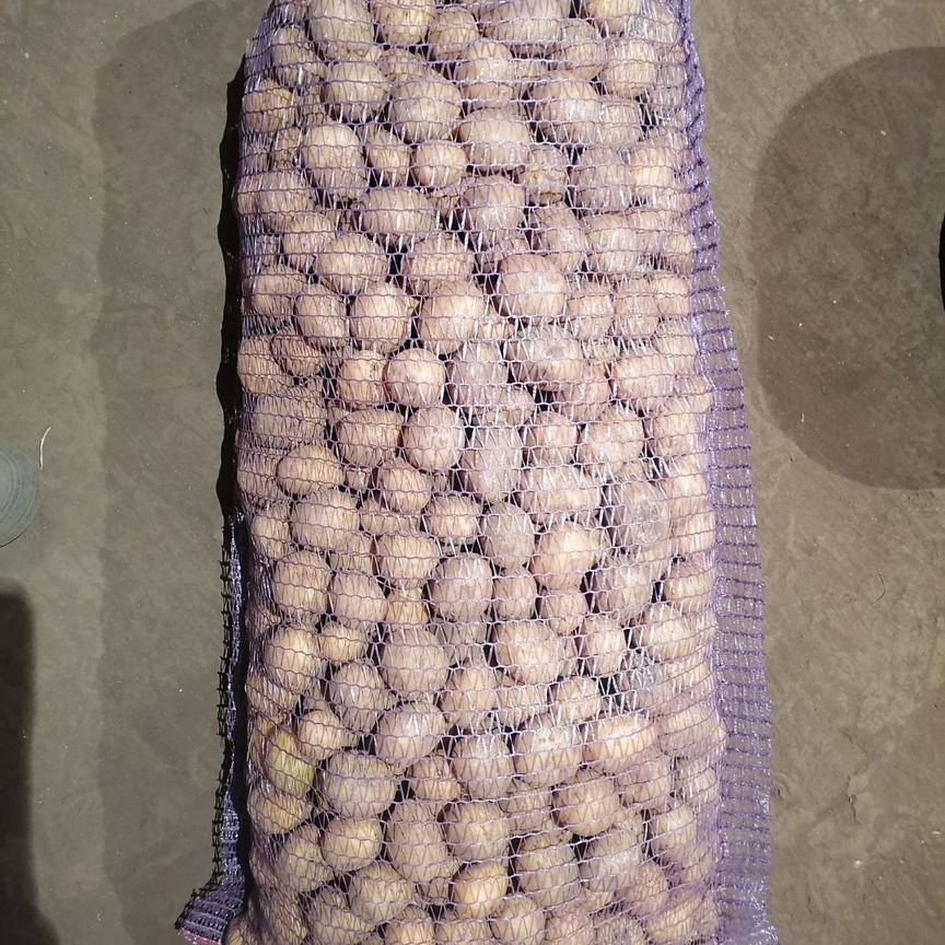 Картофель на корм скоту