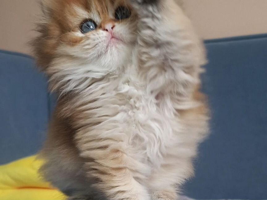 Британский длинношерстный котик, золотая шиншилла
