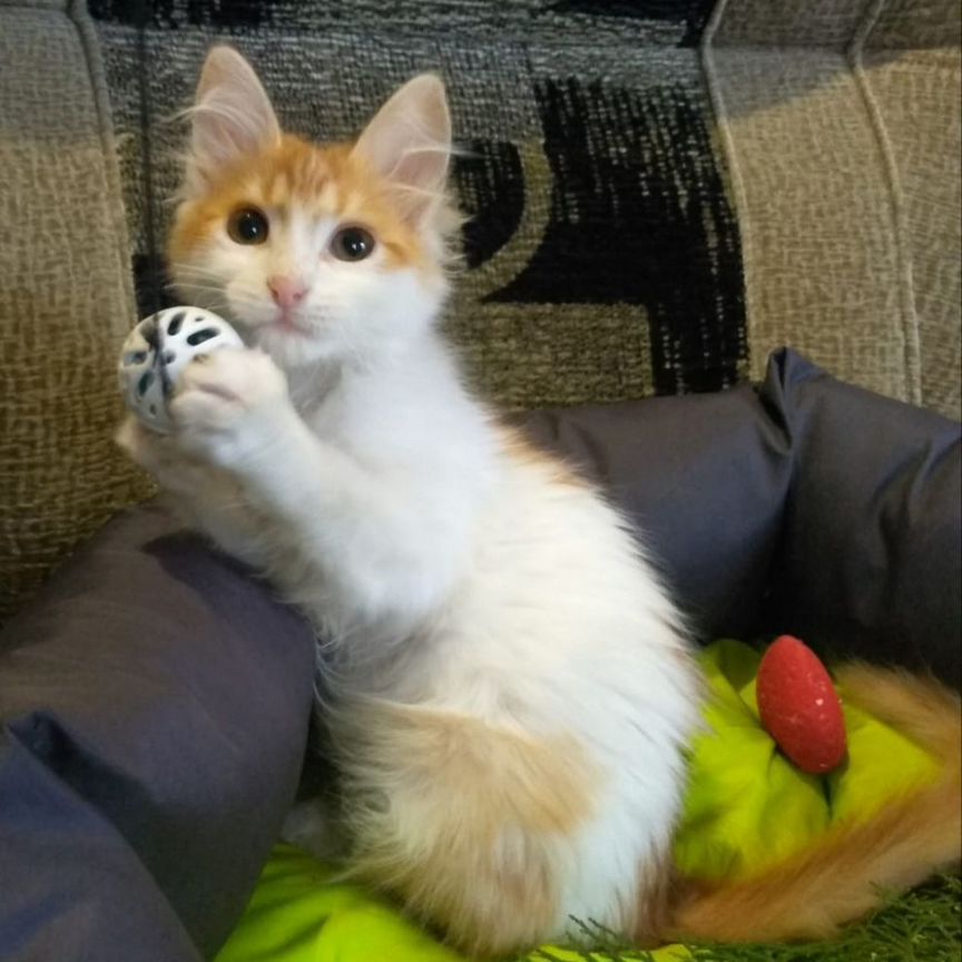 Рыженькая девочка в добрые руки