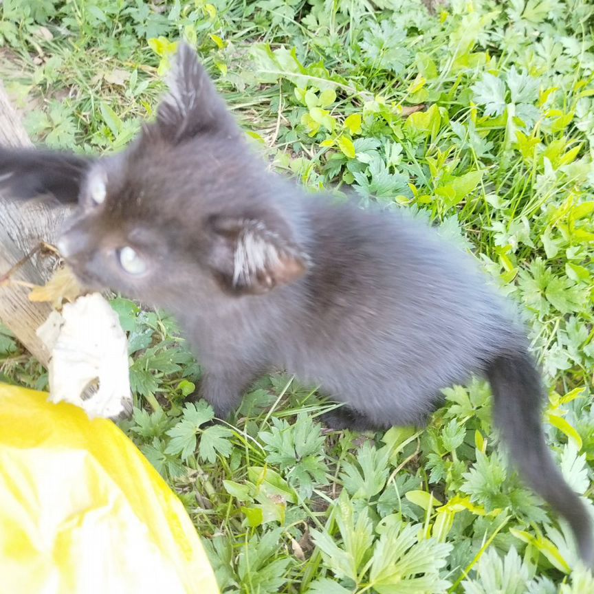 Котчта