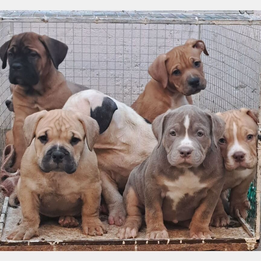 Американский булли щенки рассрочка