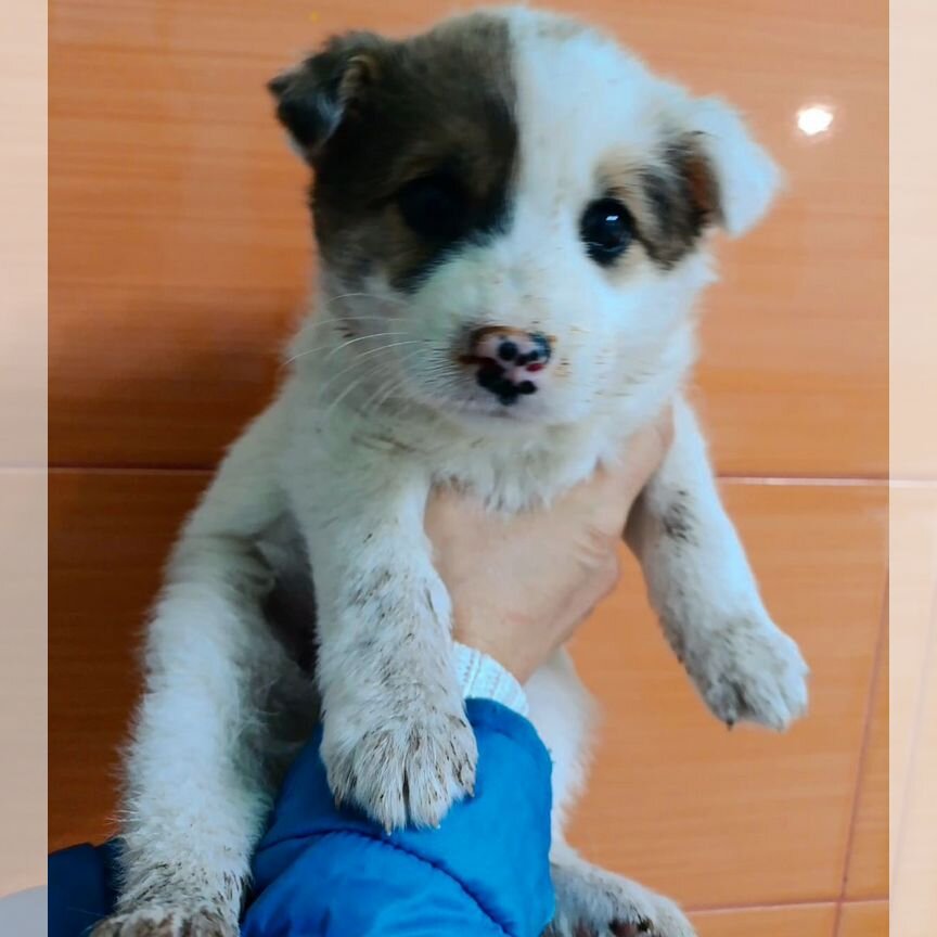 Щенки в поисках дома