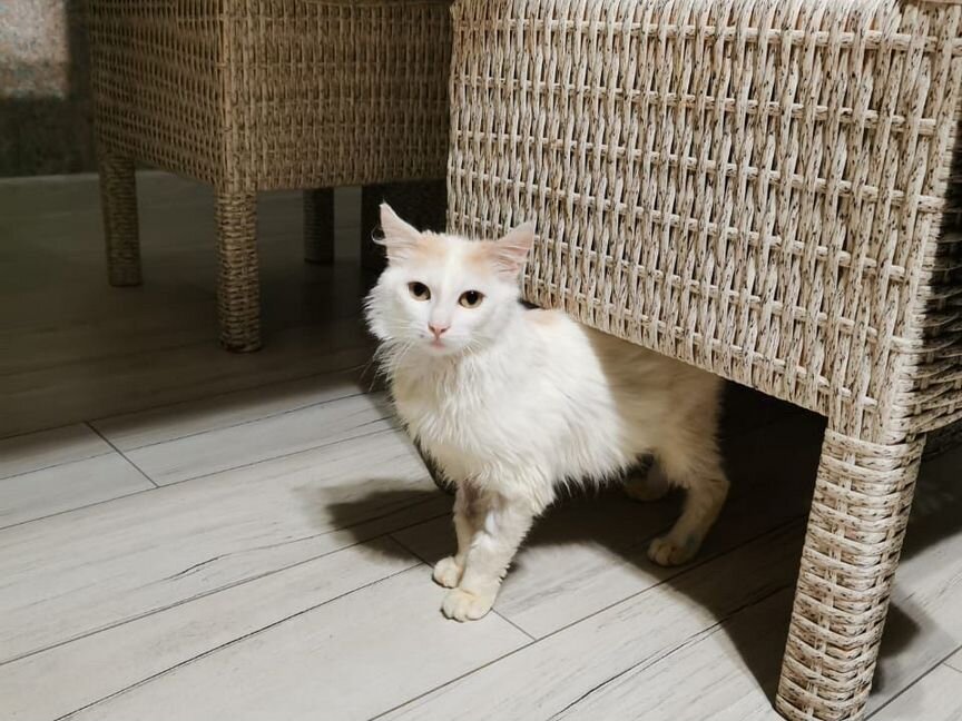 Котик с тяжелой судьбой