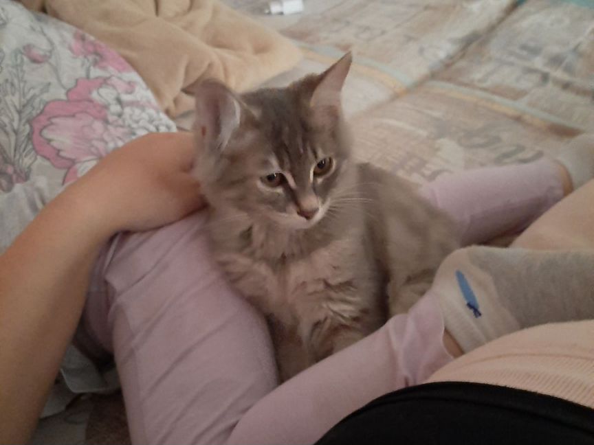 Котёнок курильский бобтейл