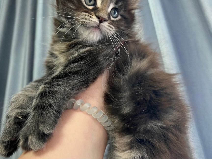 Котята мейн-кун