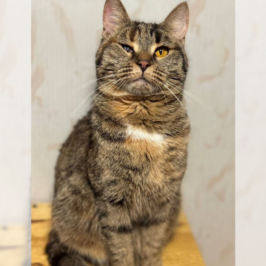 Взрослая, Девочка кошка в добрые руки