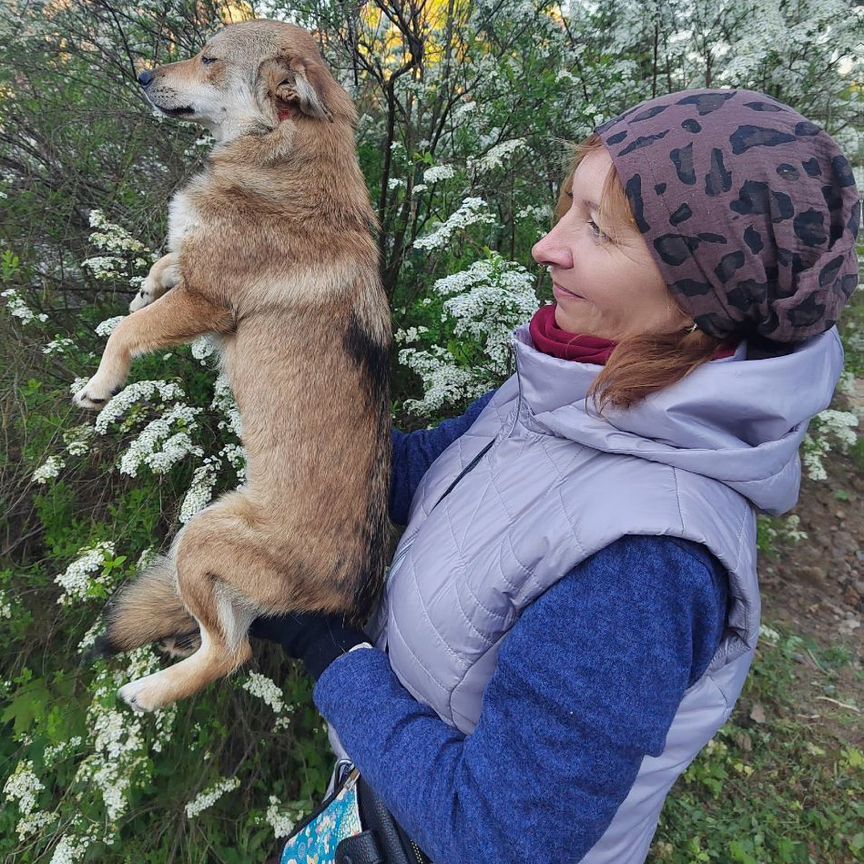 Взрослая собака в добрые руки