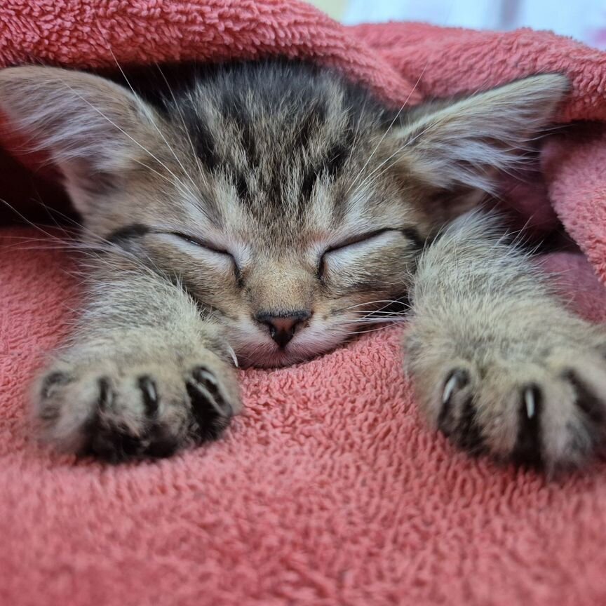 Котенок в добрые руки