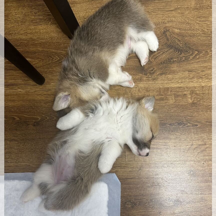 Вельш Корги Пемброк, щенок