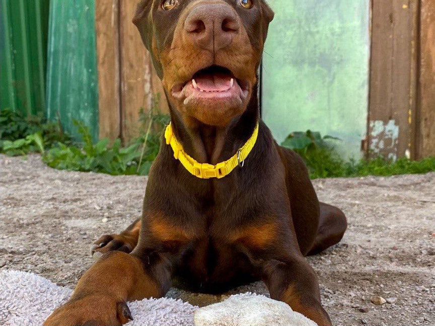 Щенки добермана