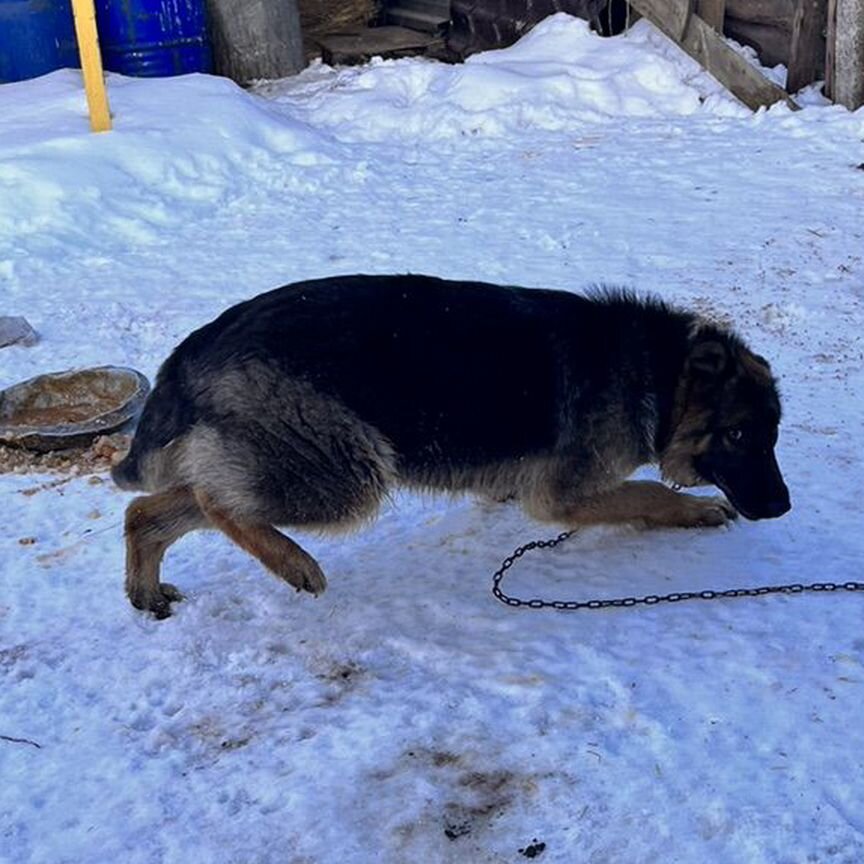 Немецкая овчарка, щенок
