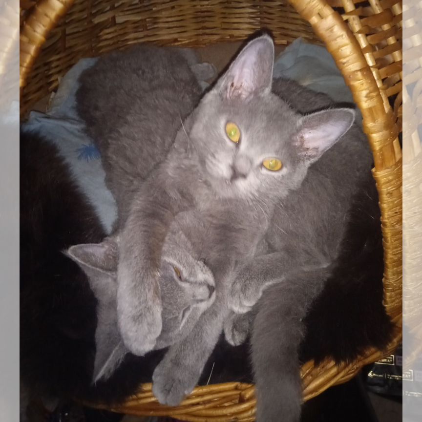 Британский короткошёрстный котёнок