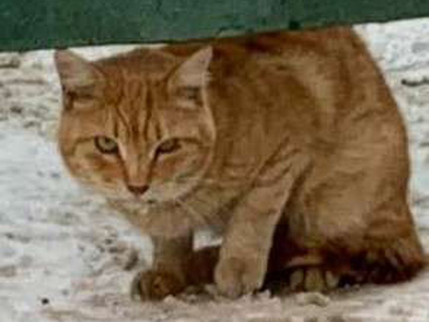 Рыжий котик, нужна медицинская помощь