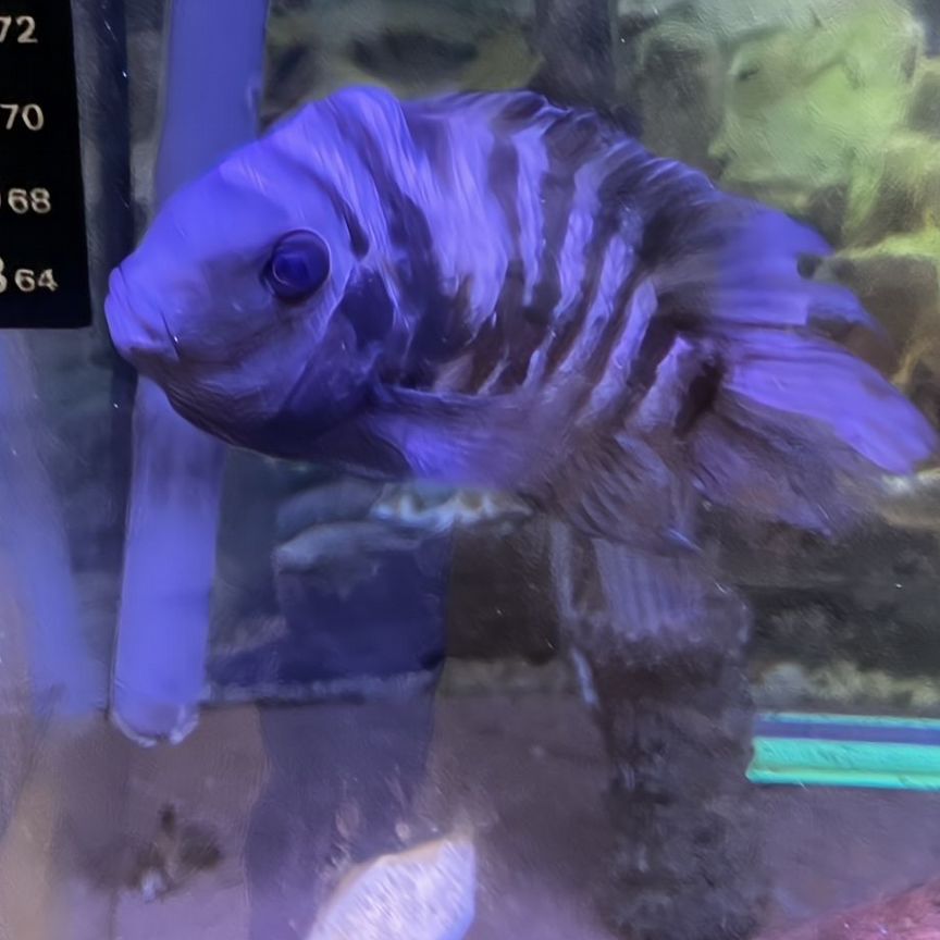 Рыба чернополосная цихлозома