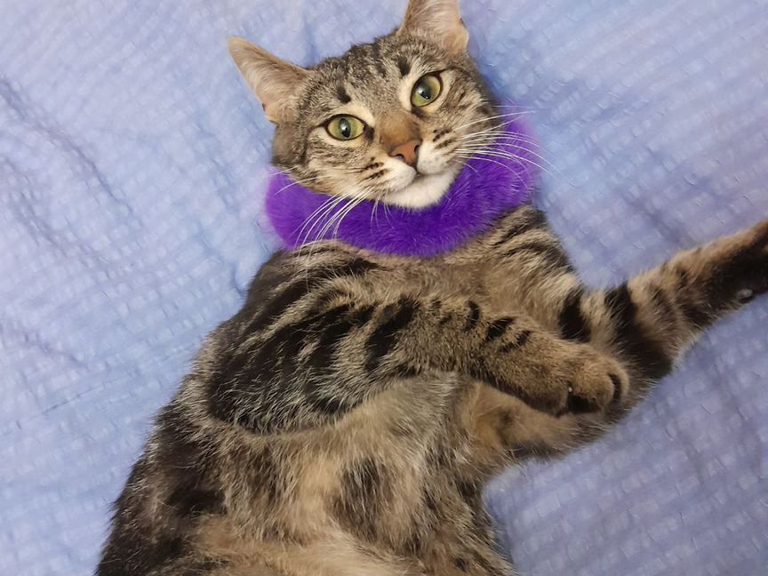Котята в добрые руки бесплатно