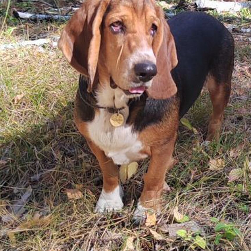 Бассет хаунд, девочка, вязка