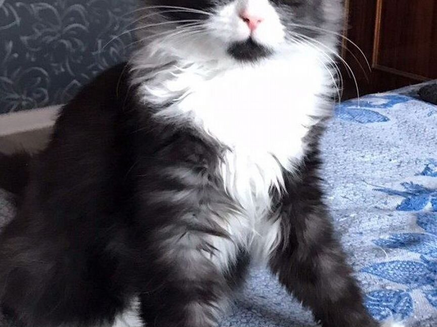 Красавчик Мишаня (5 месяцев) в добрые руки