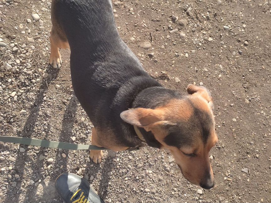 Прогул собак