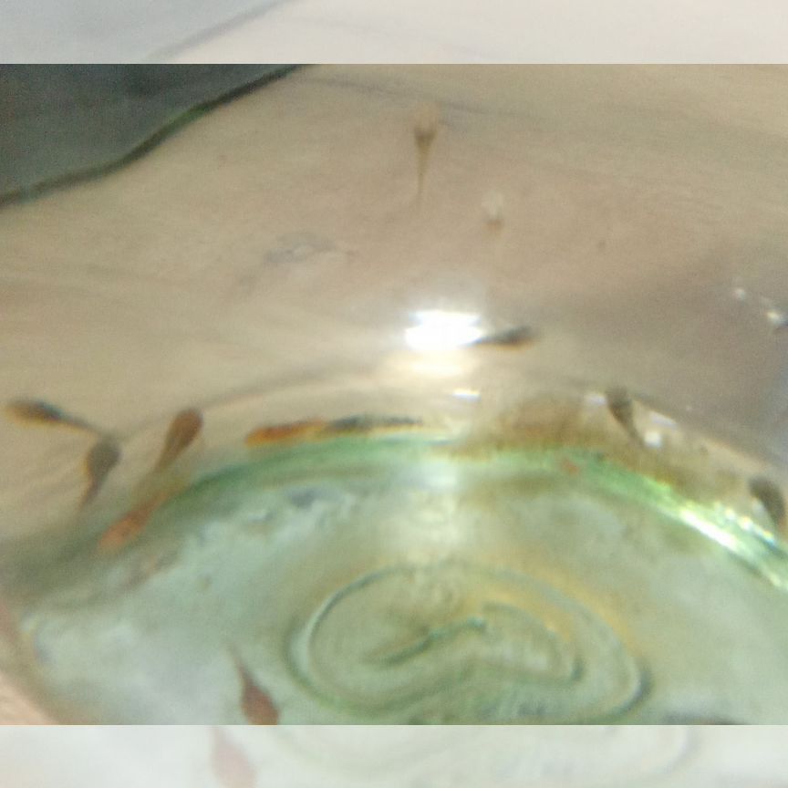 Аквариумные сомики мальки