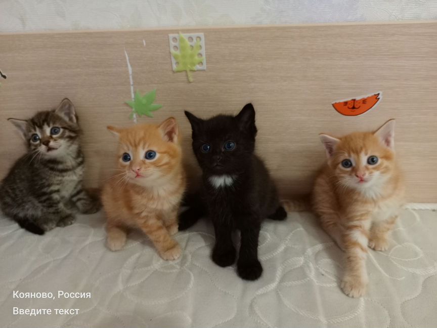 Котята