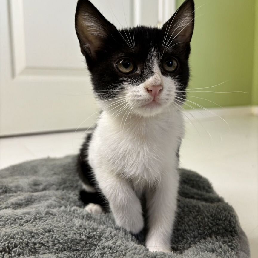 Котенок Сладенькая