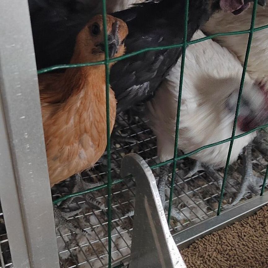 Цыплята лакендази