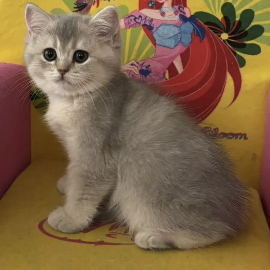 Шотландский прямоухий короткошёрстный котёнок