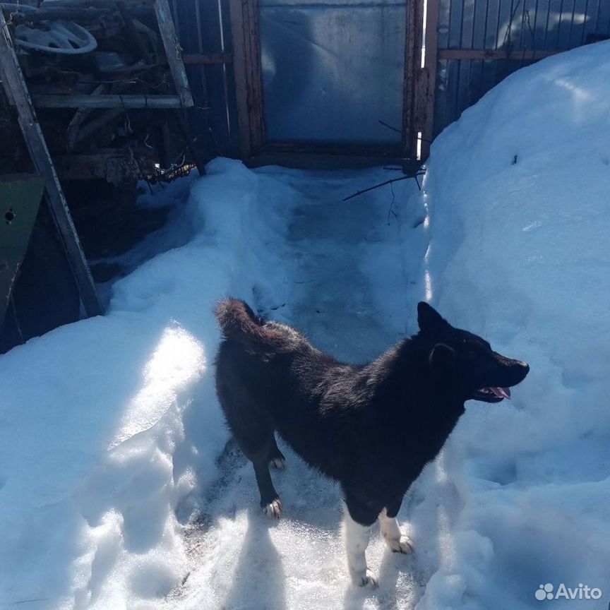 Продам руско европейскую лайку