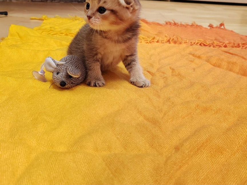Вислоухие шотландские котята