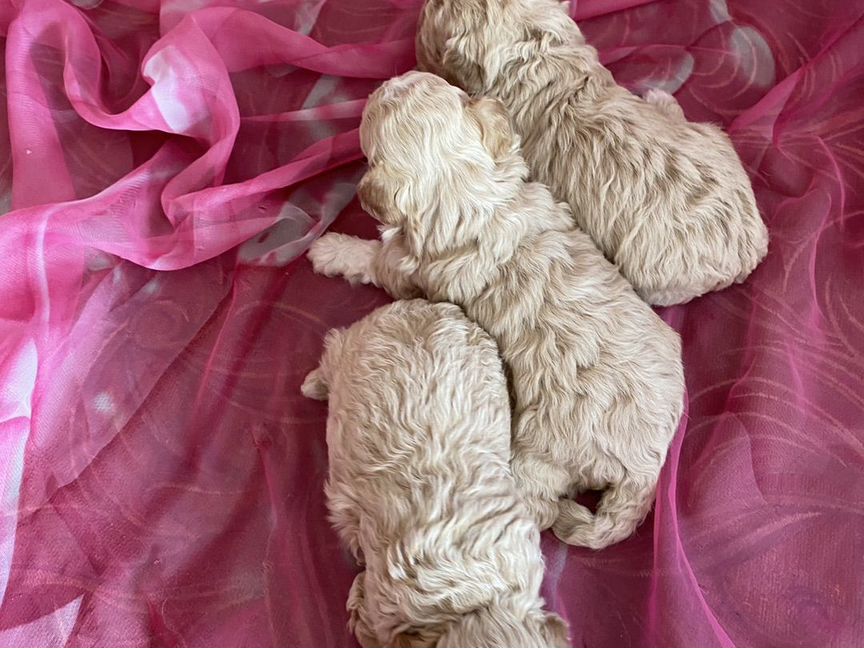 Мальтипу кукольные детки