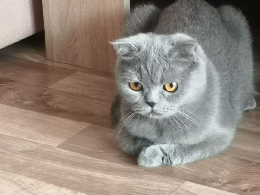Кошка