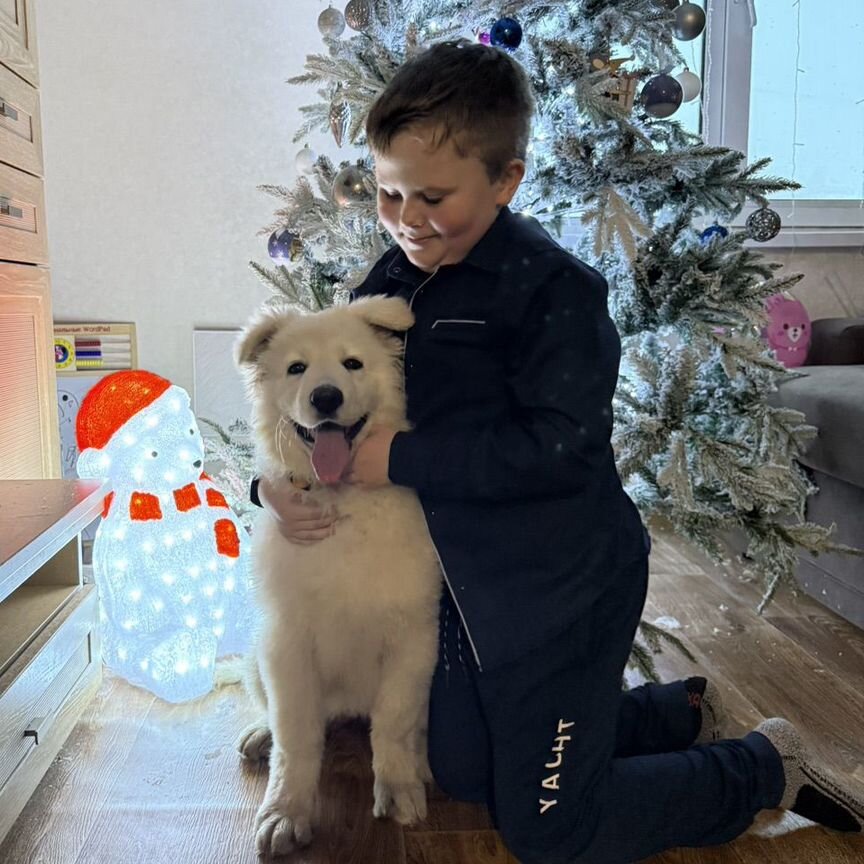 Запись на щенков белой овчарки