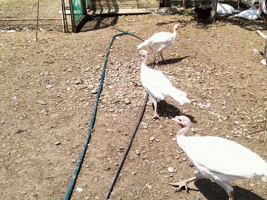 Продам индюков и гусей живым весом