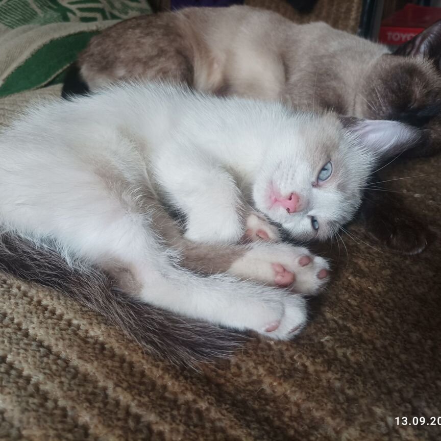 Сиамский котёнок в добрые ручки