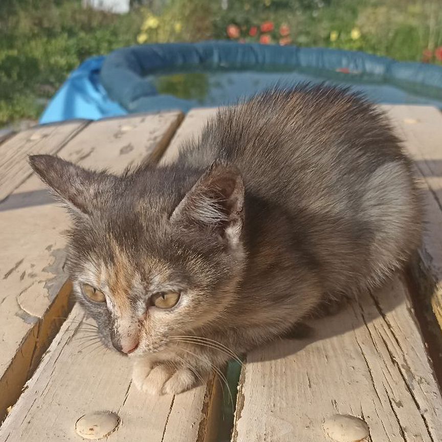 Кошечка богатка