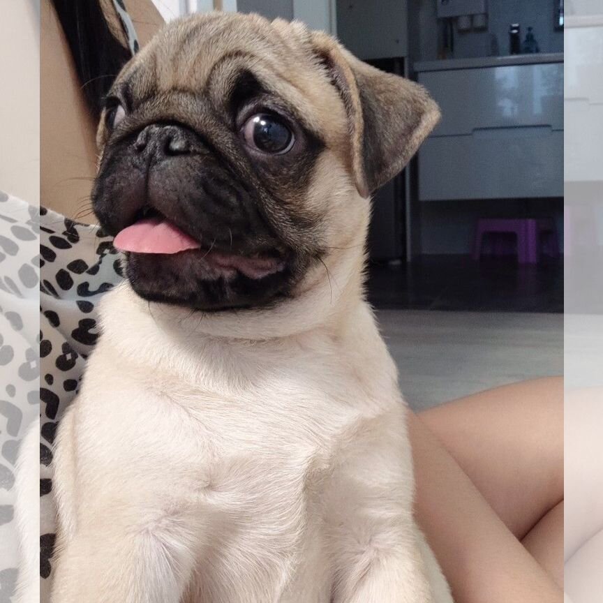 Мопс, щенок