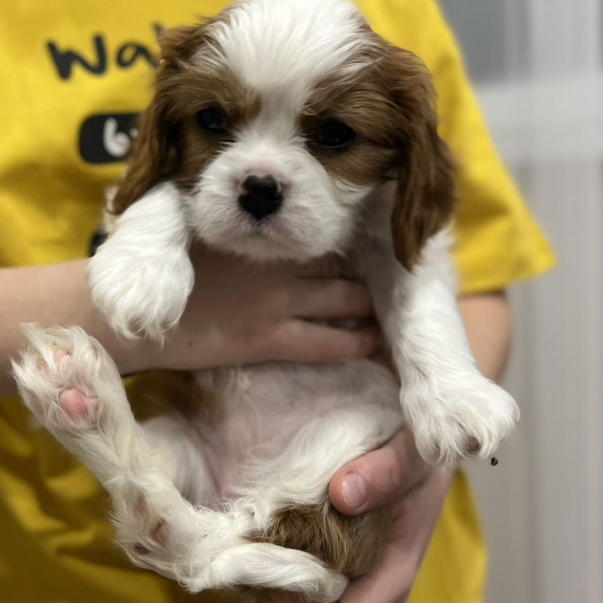 Кавалер кинг-чарльз-спаниель, щенок