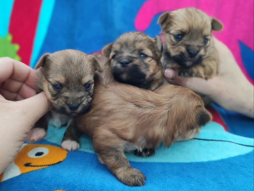 Золотые йорки