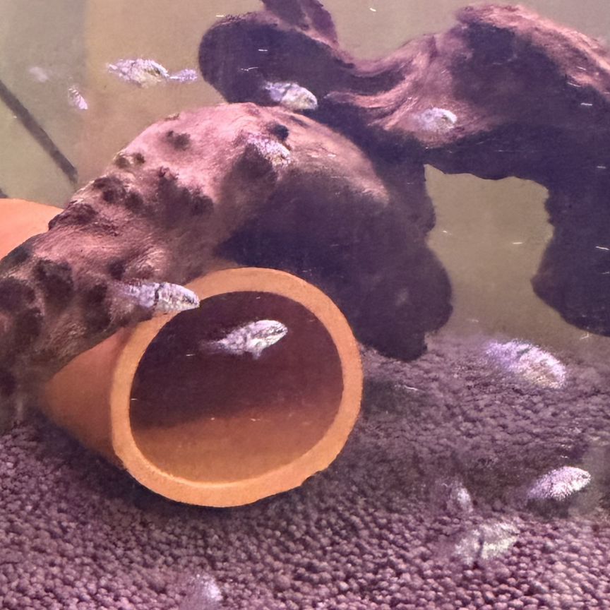 Аквариумные рыбки