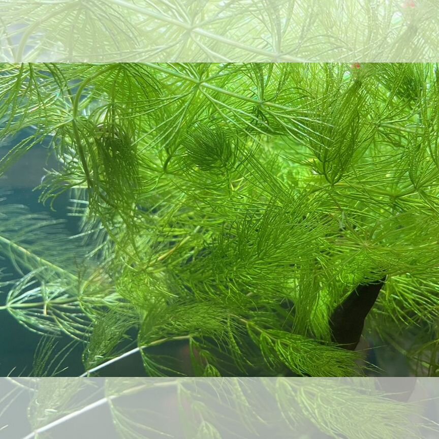 Аквариумное растение роголистник