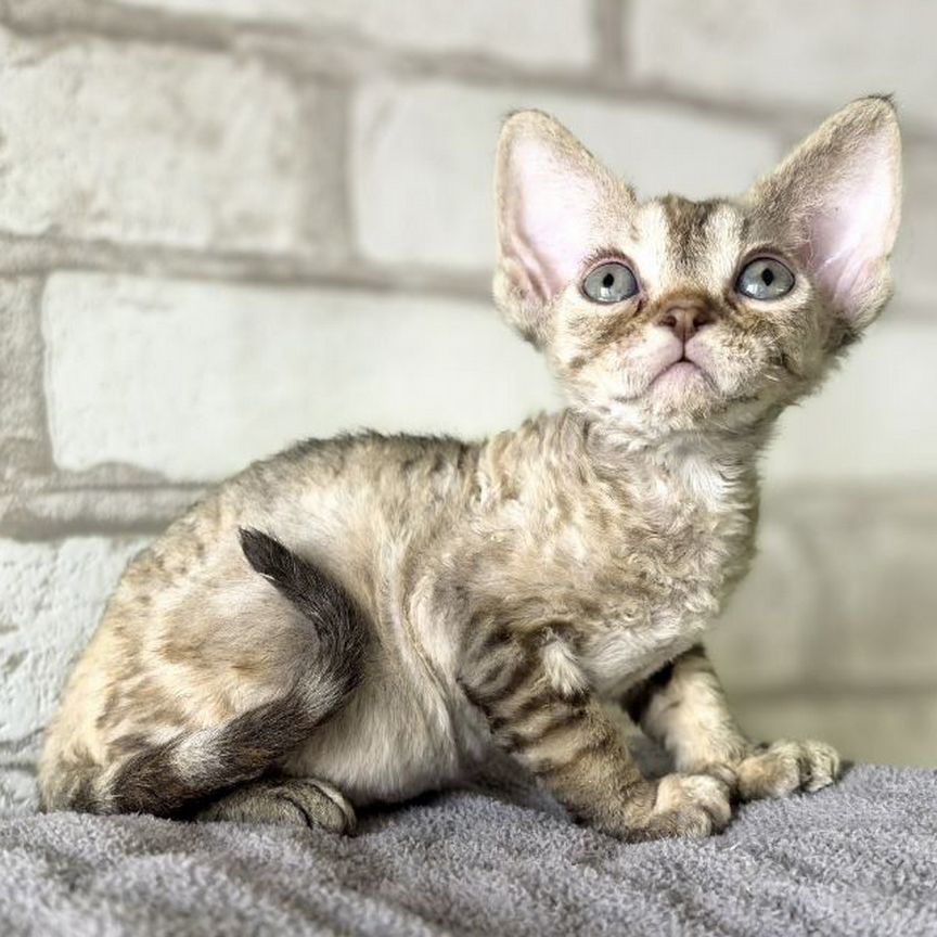 Девон-рекс котёнок