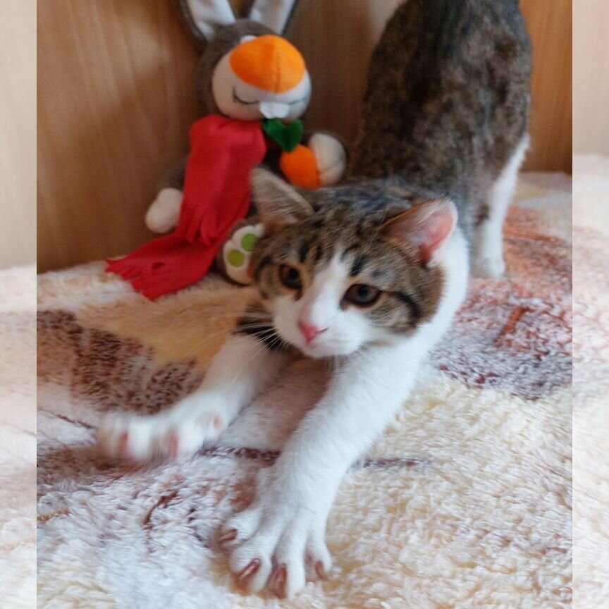 Котик Тотошка ищет дом и любимых людей