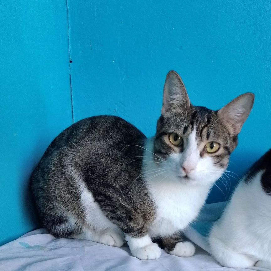Котику необходим дом