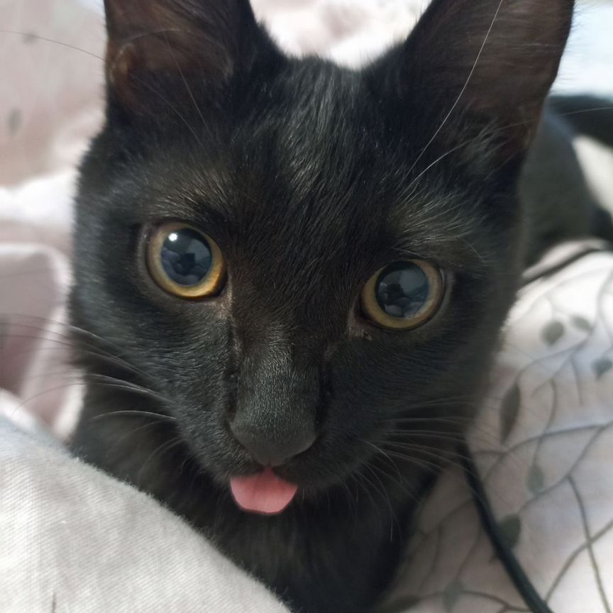 Отдам кота в добрые руки