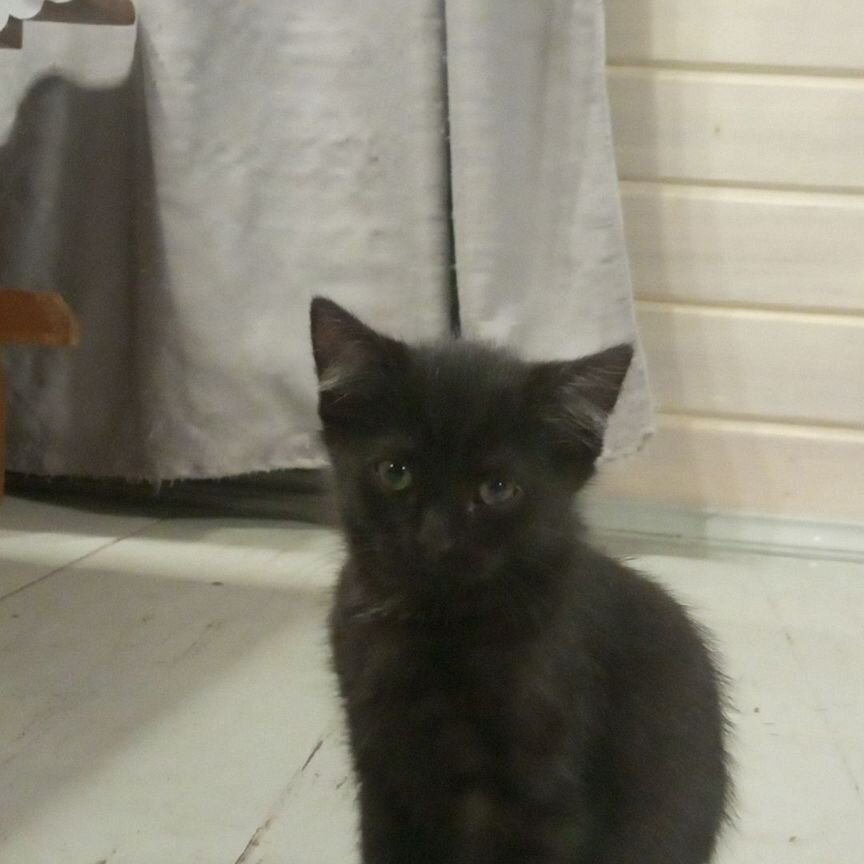 Котята в добрые руки бесплатно